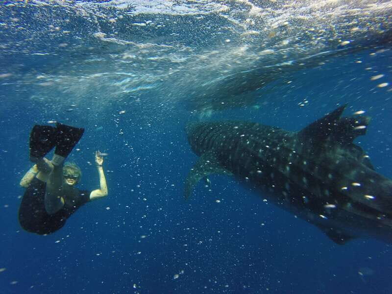 From Akumal: Whale Shark Tour - What Makes This Tour Stand Out?