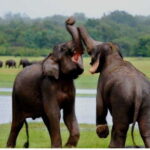 From Anuradhapura: All Inclusive Full Day Safari at Wilpattu - Why This Tour Offers Great Value