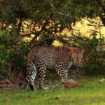 From Anuradhapura: Full Day Wilpattu's Wild Wonders -Private - Detailed Breakdown of the Itinerary