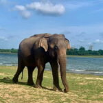 From Anuradhapura: Wilpattu National park Safari - Why This Tour Works Well