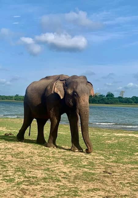 From Anuradhapura: Wilpattu National park Safari - Why This Tour Works Well