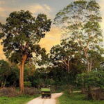 From Arugambay to Tangalle/Mirissa with Yala Leopard Safari - In-Depth Look at the Itinerary