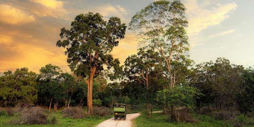 From Arugambay to Tangalle/Mirissa with Yala Leopard Safari - In-Depth Look at the Itinerary