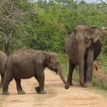 From Arugambay : Yala National Park Safari & Dropoff in Ella - Detailed Breakdown of the Itinerary