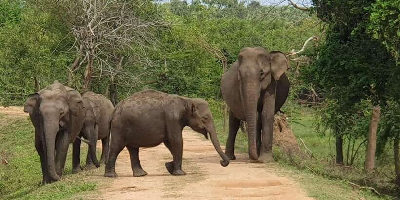 From Arugambay : Yala National Park Safari & Dropoff in Ella - Detailed Breakdown of the Itinerary