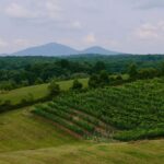 From Atlanta: Half-Day Wine Country Tour - The Transportation & Overall Comfort