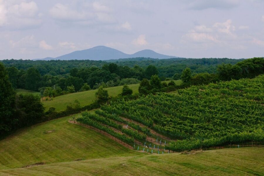From Atlanta: Half-Day Wine Country Tour - The Transportation & Overall Comfort