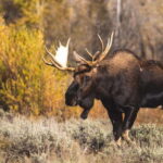 From Banff: Sunset Lake Louise, Moraine Lake & Wildlife Tour - What’s Included and What to Consider