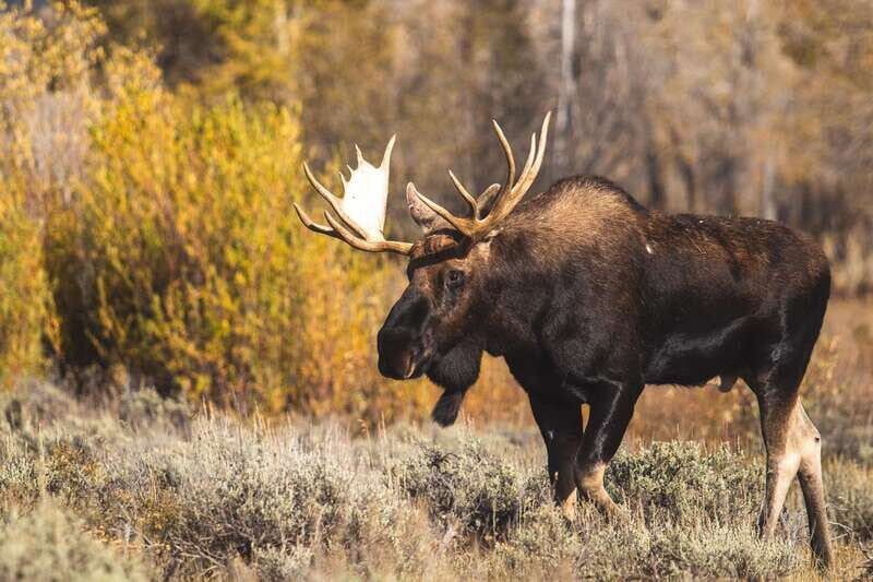 From Banff: Sunset Lake Louise, Moraine Lake & Wildlife Tour - What’s Included and What to Consider