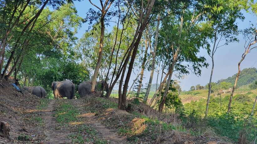 From Bangkok: Living Green Elephant Sanctuary Day Trip - Why This Tour Offers Good Value