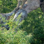 From Bentota: Full-Day Yala National Park Safari Tour - Detailed Breakdown of the Itinerary