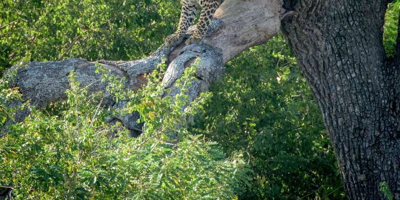 From Bentota: Full-Day Yala National Park Safari Tour - Detailed Breakdown of the Itinerary