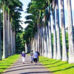 From Bentota/Kalutara: Magical Journey to Kandy & Pinnawala - Final Thoughts: Is This Tour Right for You?