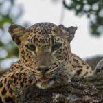 From Bentota /Kalutara : Yala National Park Safari Jeep Tour - The Itinerary in Detail