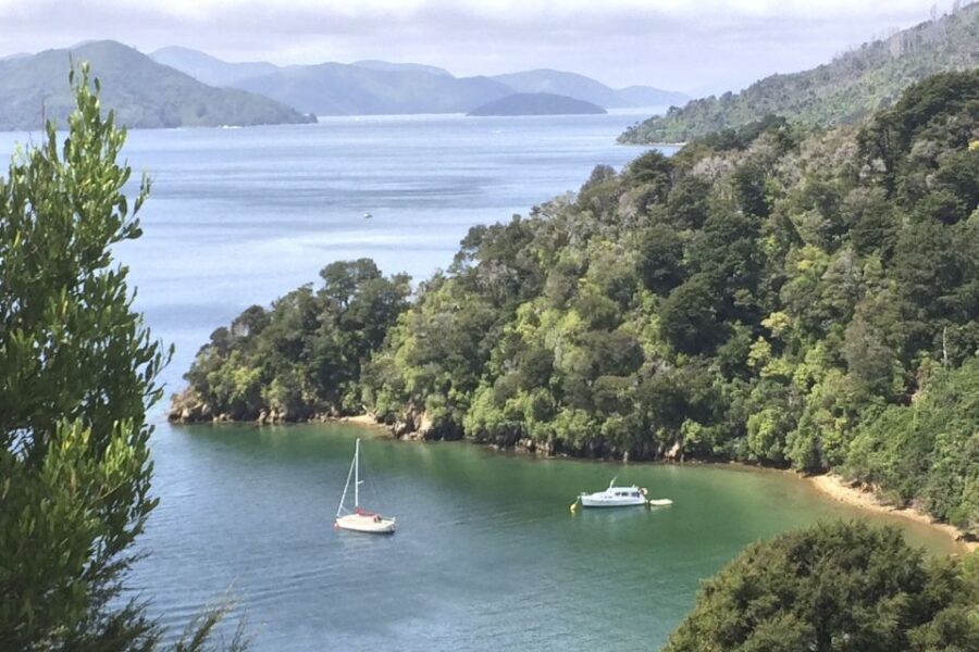 From Blenheim/Picton: Marlborough Gourmet Wine Tasting Tour - Authentic Reviews: What Past Travelers Say