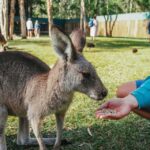 From Brisbane: Australia Zoo Transfer and Entry Ticket - Inside the Australia Zoo