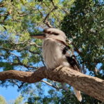 From Brisbane: Bribie Island Day Trip - Practical Tips for Travelers