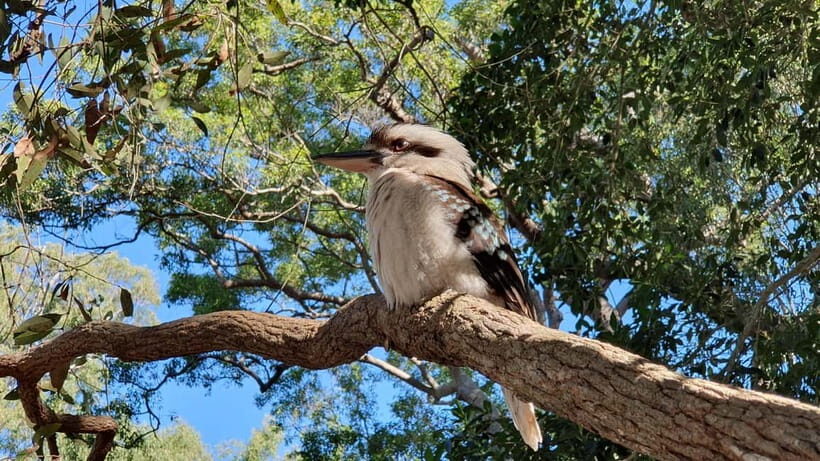 From Brisbane: Bribie Island Day Trip - Practical Tips for Travelers