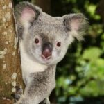 From Brisbane: Queensland Zoo and Sunshine Coast Day Trip - Authentic Traveler Insights