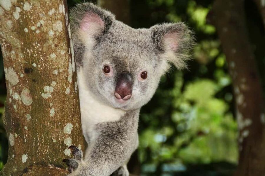 From Brisbane: Queensland Zoo and Sunshine Coast Day Trip - Authentic Traveler Insights