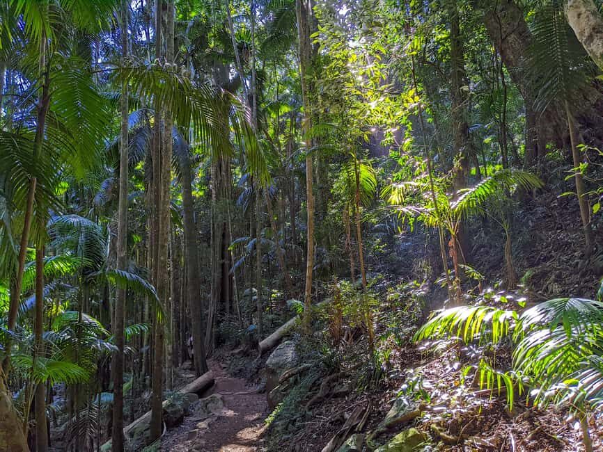 From Brisbane: Tamborine Mountain and Paradise Point Tour - The Practicalities