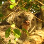 From Byron Bay: Platypus Spotting Walk - What You Can Expect: The Itinerary in Detail