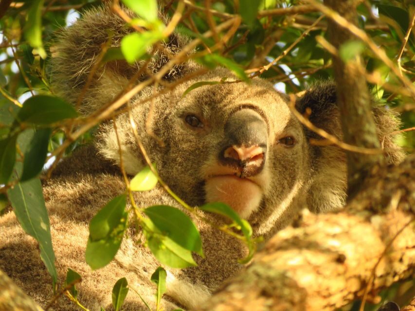 From Byron Bay: Platypus Spotting Walk - What You Can Expect: The Itinerary in Detail