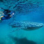 From Cabo: Snorkel with Whale Sharks in La Paz - The Snorkeling Experience: What It’s Like