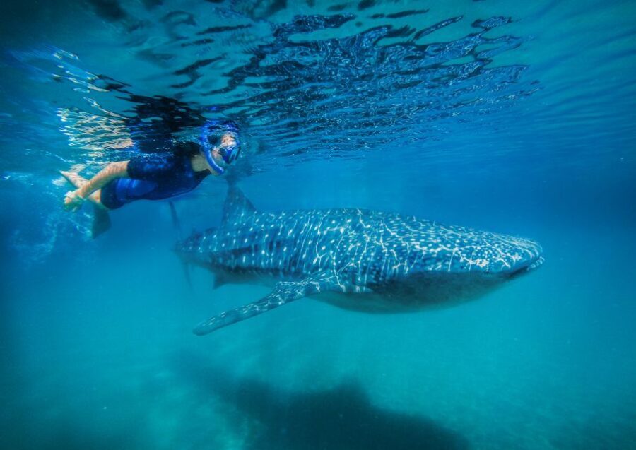 From Cabo: Snorkel with Whale Sharks in La Paz - The Snorkeling Experience: What It’s Like