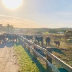 From Cairns: Kuranda Day Trip with Petting Zoo and Quad Ride - What Makes This Tour Stand Out