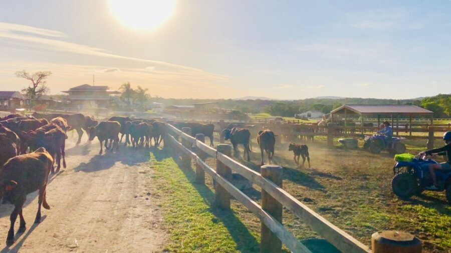 From Cairns: Kuranda Day Trip with Petting Zoo and Quad Ride - What Makes This Tour Stand Out
