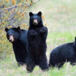 From Calgary: Banff, Moraine Lake and Lake Louise Tour - What’s Included and What’s Not
