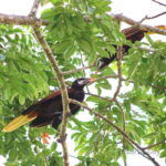 From Campeche: Mamantel River Tour - Exploring the Mamantel River and Surroundings: A Full Breakdown