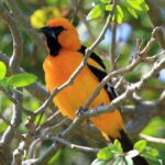 From Cancun: Bird Watching Day Tour - FAQ