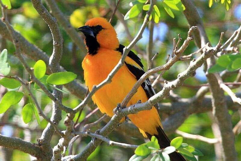 From Cancun: Bird Watching Day Tour - FAQ