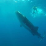 From Cancún: Half-Day Snorkeling with Whale Sharks - The Balance of Price and Value