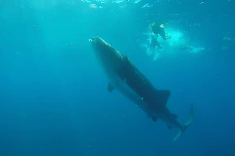 From Cancún: Half-Day Snorkeling with Whale Sharks - The Balance of Price and Value