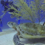 From Cancun: Puerto Morelos Diving Adventure - What does the itinerary really involve?