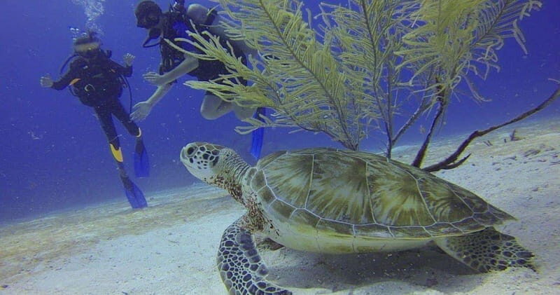 From Cancun: Puerto Morelos Diving Adventure - What does the itinerary really involve?