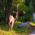 From Canmore/Banff:Moraine Lake & Lake Louise 1.5h per lake - The Itinerary in Detail