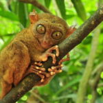 From Cebu City: Bohol Island Highlights in One Day - Introduction: A Practical Snapshot of Bohol in One Day