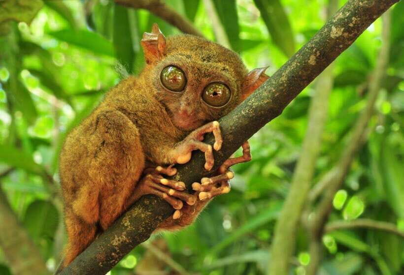 From Cebu City: Bohol Island Highlights in One Day - Introduction: A Practical Snapshot of Bohol in One Day