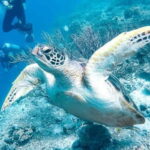 From Cebu:Pamilacan, Virgin Island, Dolphin Watching & Lunch - Exploring the Itinerary in Detail