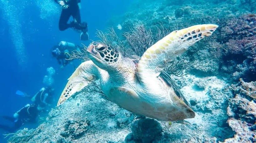 From Cebu:Pamilacan, Virgin Island, Dolphin Watching & Lunch - Exploring the Itinerary in Detail