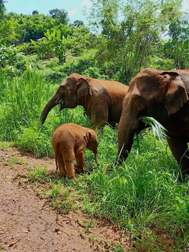 From Chiang Mai: Chiang Mai Elephant Care Morning Program - Who Should Consider This Tour?