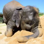From Chiang Mai: Elephant Care Program and Nursery Tour - The Value and Authenticity of This Experience