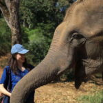 From Chiang Mai: Living Green Elephant Sanctuary Tour - What’s Included? Is it Worth the Price?