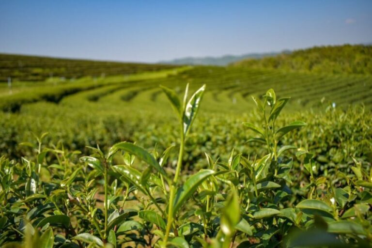 From Chiang Rai: Famous Temples and Golden Triangle Day Tour - Who Will Love This Tour?