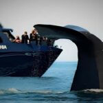 From Christchurch: Private Kaikoura Tour with Guide - Exploring Kaikoura’s Marine Marvels