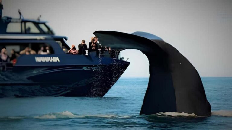 From Christchurch: Private Kaikoura Tour with Guide - Exploring Kaikoura’s Marine Marvels